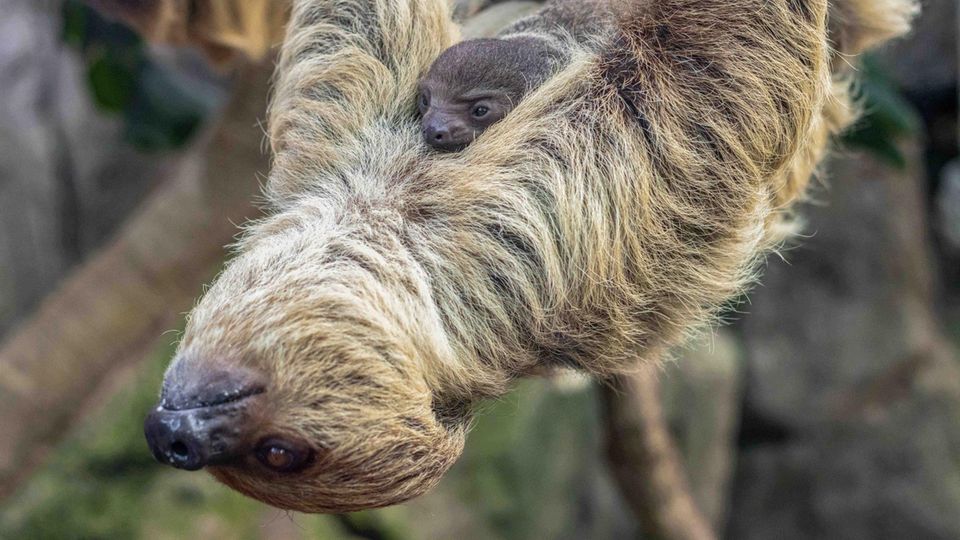 Faultiermutter | STERN.de