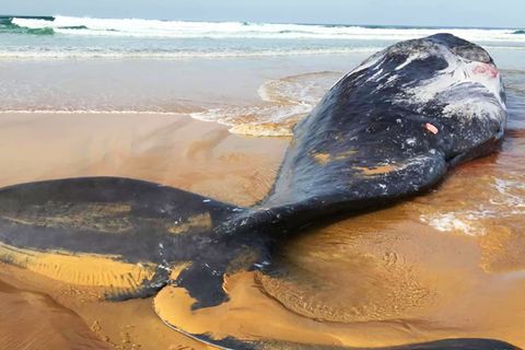 Toter Pottwal auf Sylt – Helfer zerlegen das Tier mit Baggern und Sägen ...
