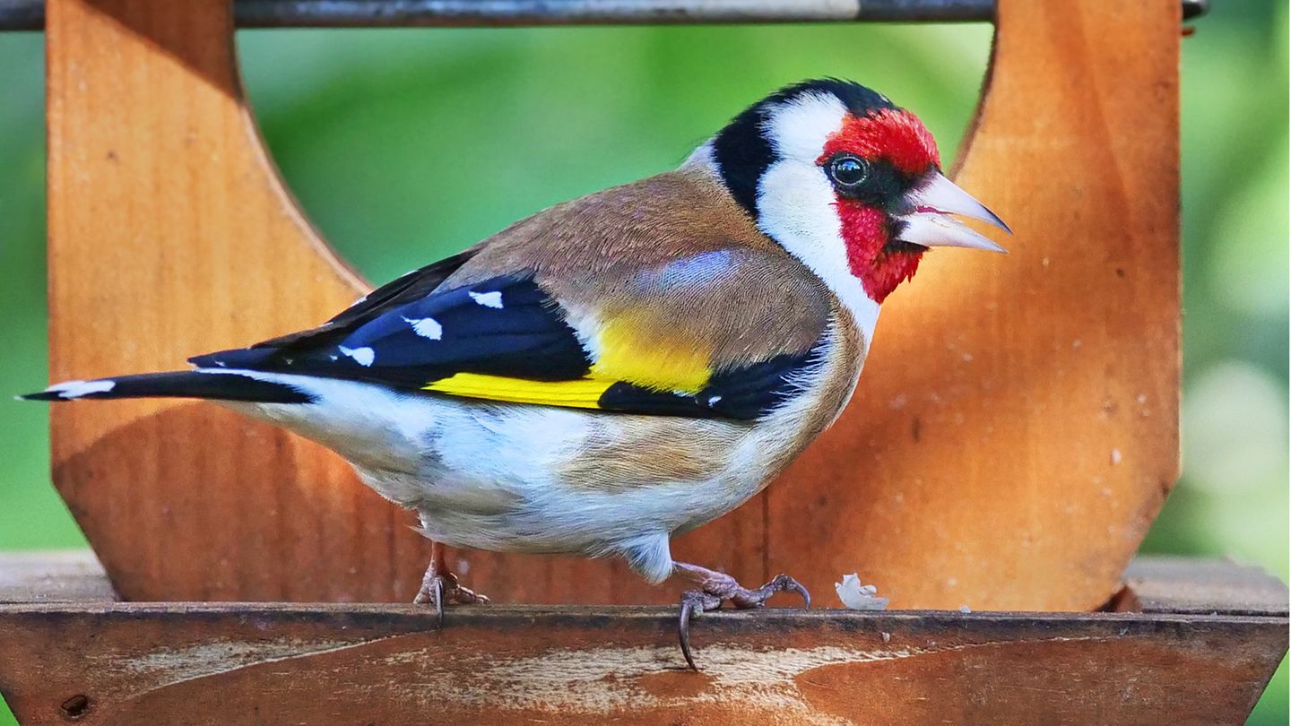 Mann will 35 Finken in die USA schmuggeln – für einen Gesangswettbewerb ...