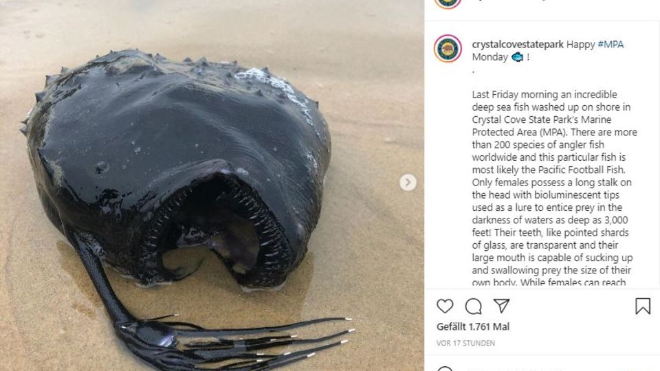 Tiefseefisch | STERN.de