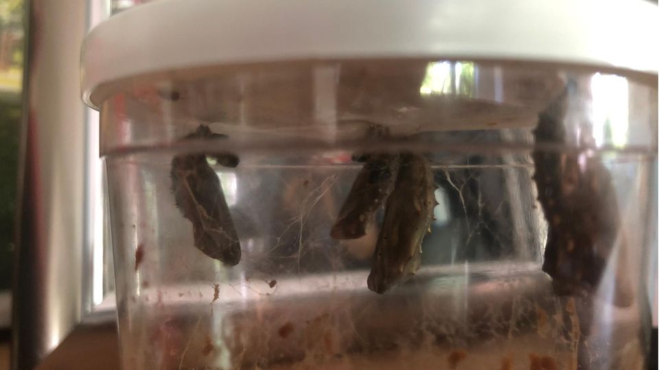 Schmetterlinge züchten: Von der Raupe zum Edelfalter in 25 Tagen | STERN.de