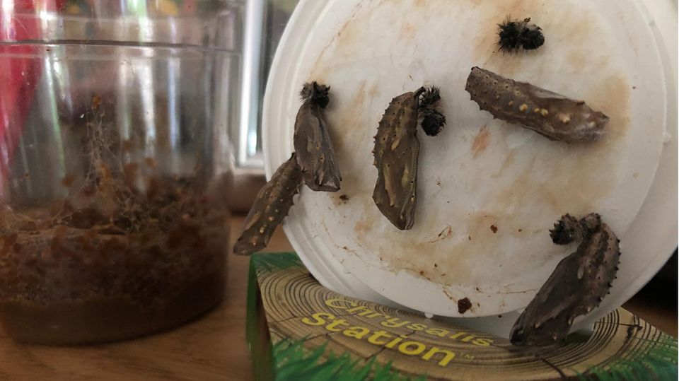 Schmetterlinge züchten: Von der Raupe zum Edelfalter in 25 Tagen | STERN.de