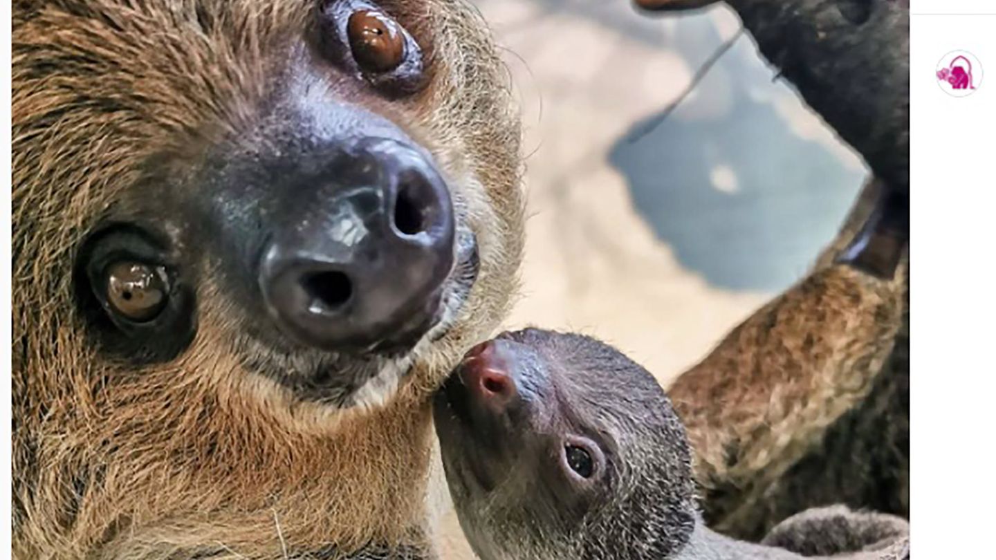 Baby-Faultier aus Stuttgart wird zum Instagram-Star | STERN.de