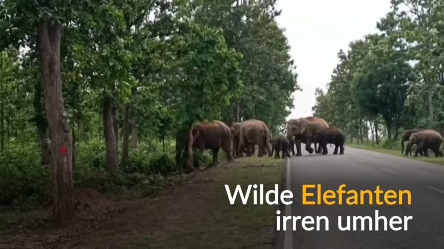 Video: Wilde Elefanten durch iIllegalen Bergbau vertrieben | STERN.de