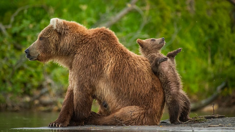 Unfreiwillig komisch: Fotowettbewerb zeigt die lustigsten Tierfotos des ...