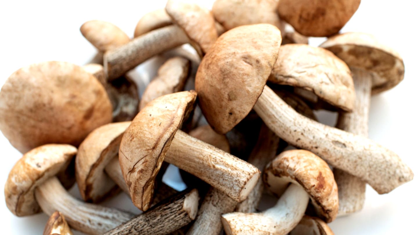 Pilze sammeln: Worauf Sie beim Sammeln achten müssen | STERN.de