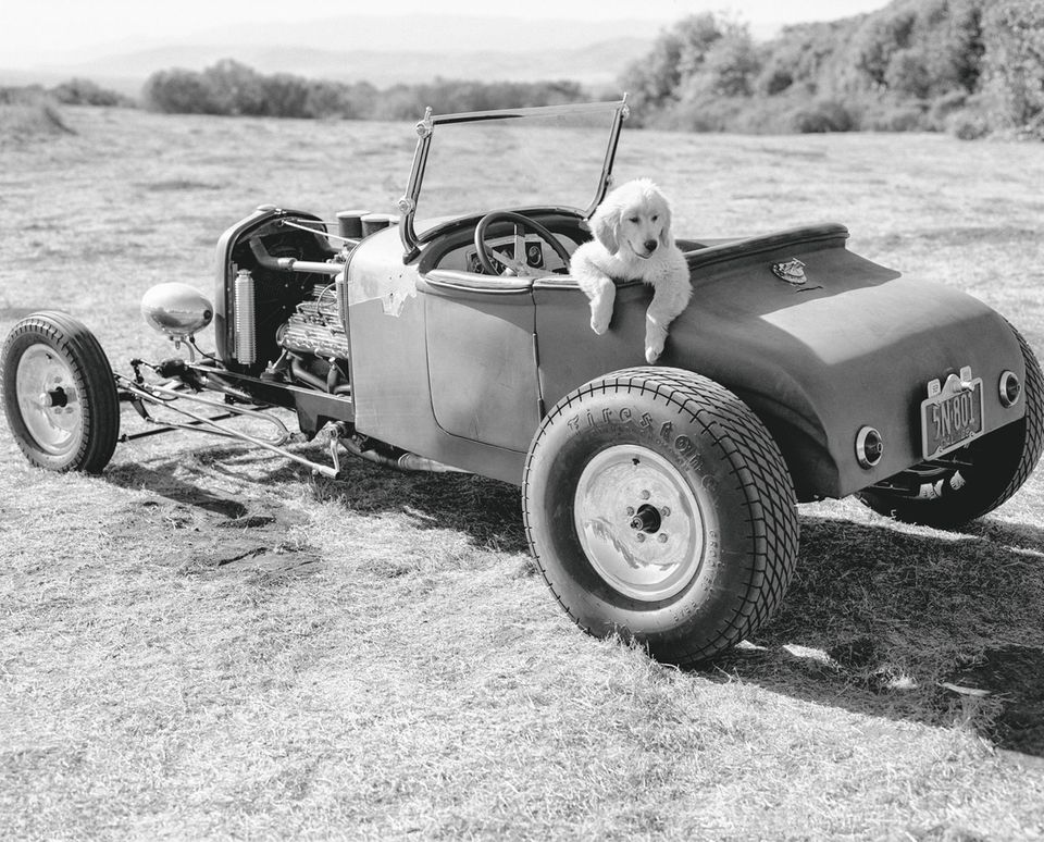 Welthundetag: Bruce Weber veröffentlicht Bildband über Golden Retriever ...