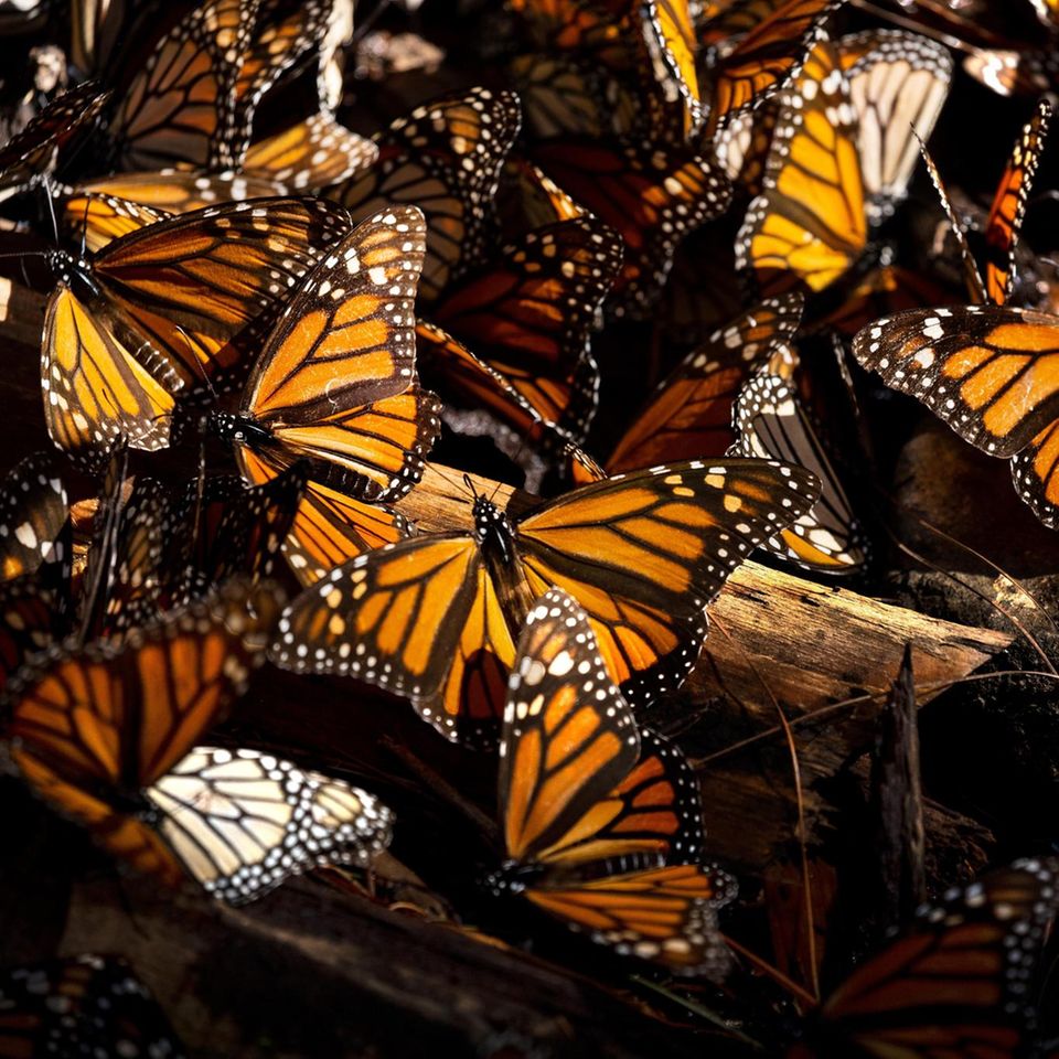 Wissen: Die große Flatter - Wenn Falter auf Reisen gehen | STERN.de