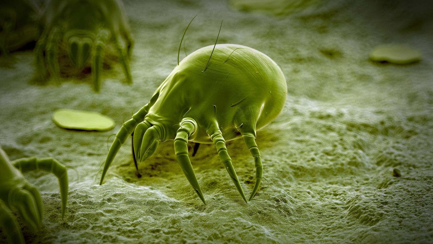 Fight Mites How To Get Rid Of The Arachnids Breaking Latest News