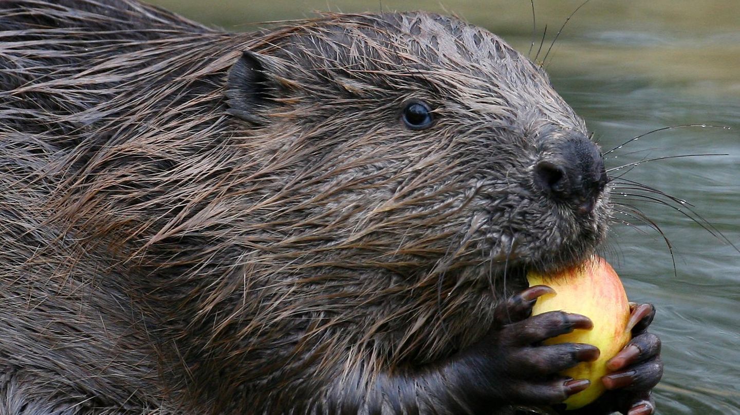London lässt Biber frei und gibt ihnen eine Aufgabe | STERN.de