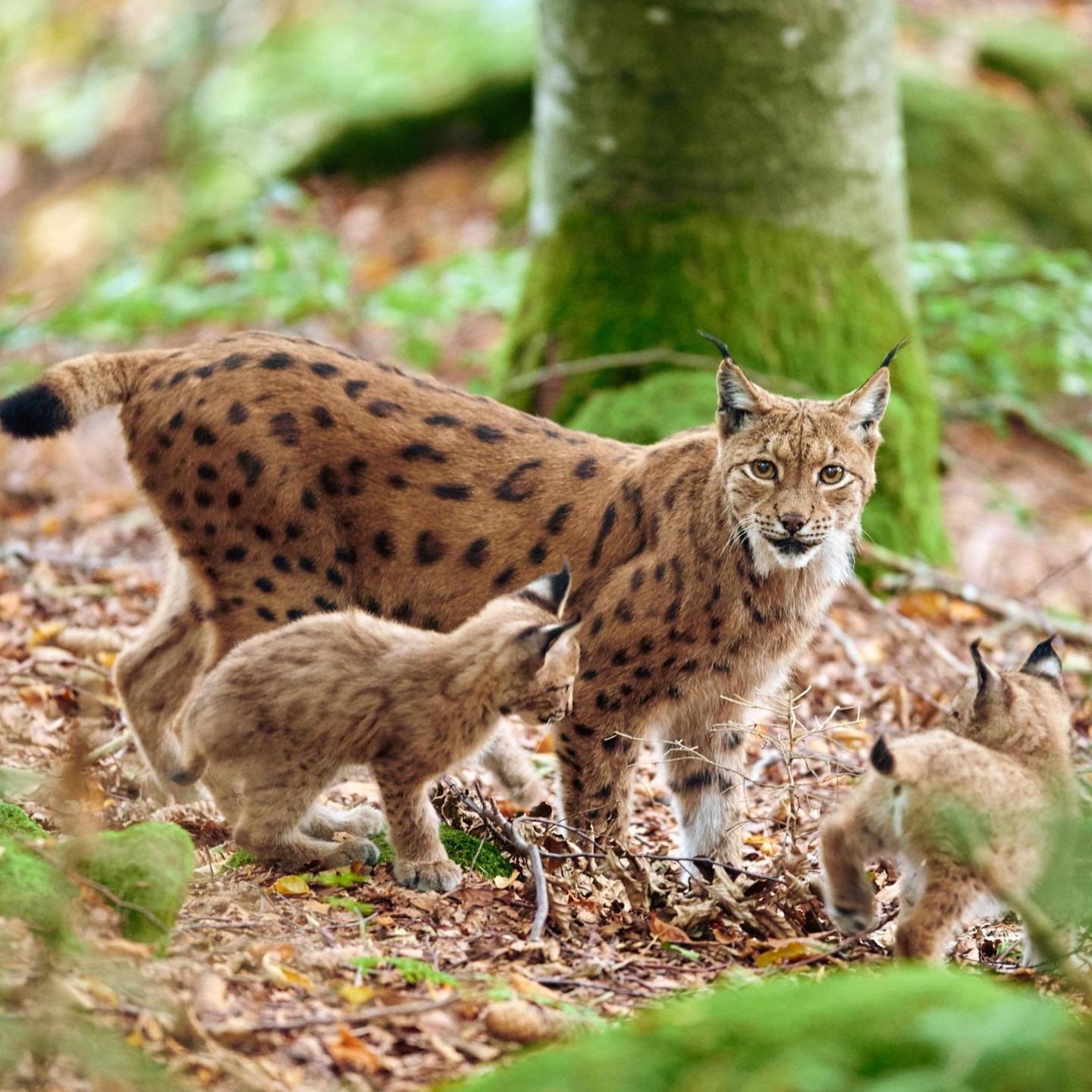 Der Luchs war bei uns ausgerottet, nun ist er zurück | STERN.de