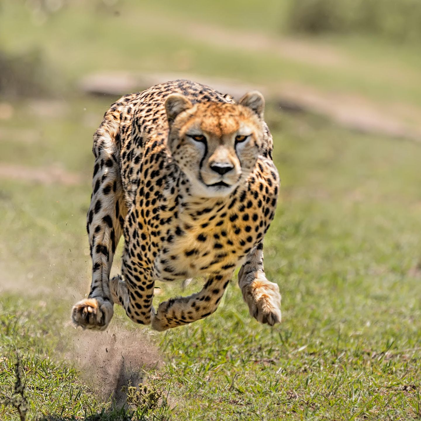 Leopard Gegen Gepard