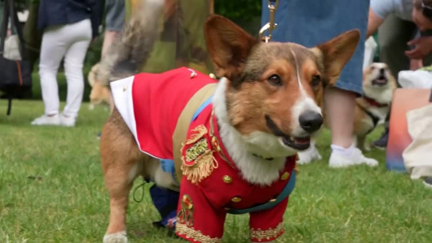 Video: Zu Ehren der Queen: Corgi-Parade in London | STERN.de