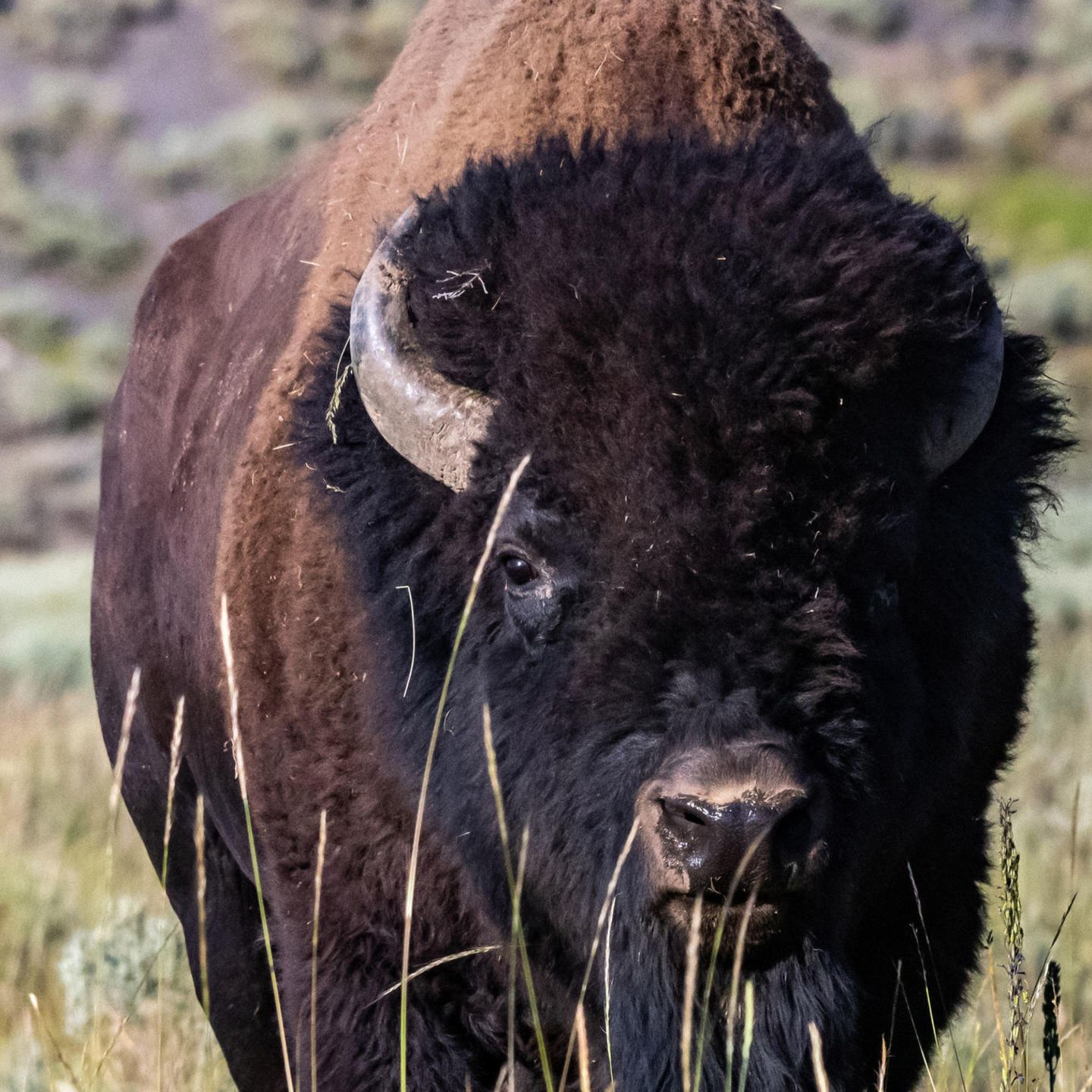 American Bison Yellowstone National Park Where The Buffalo Roam At