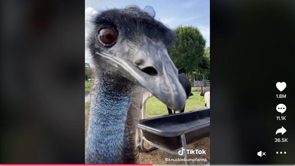 Emu "Emmanuel" schleicht sich in Tiktok-Videos – und wird damit zum ...