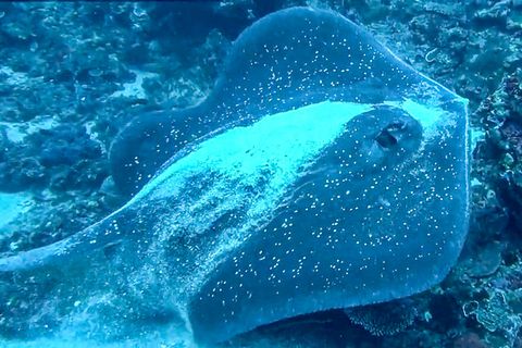 Rochen-Fund: Jochen aus dem Altmühltal ist der erste seiner Art | STERN.de