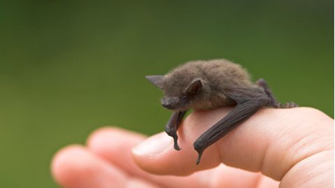 Die Fledermaus ist der Star der Batnight – Fakten zu den Flugkünstlern ...