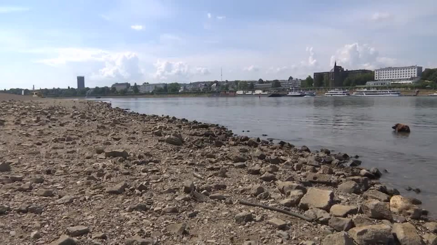 Video: Amt erwartet steigende Rhein-Pegel: "50 Zentimeter und mehr ...