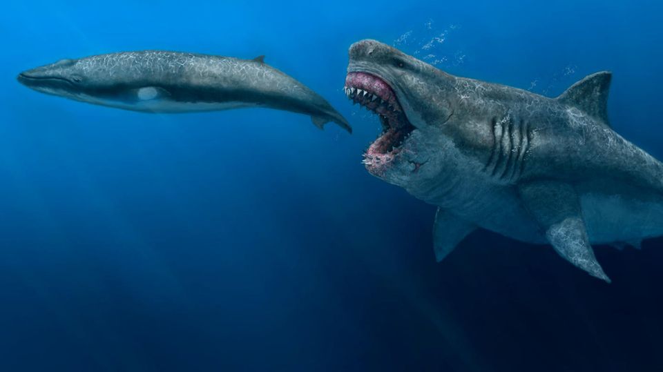 Riesenhai: Ganze Wale _ Riesenhai Größe – FDOMF