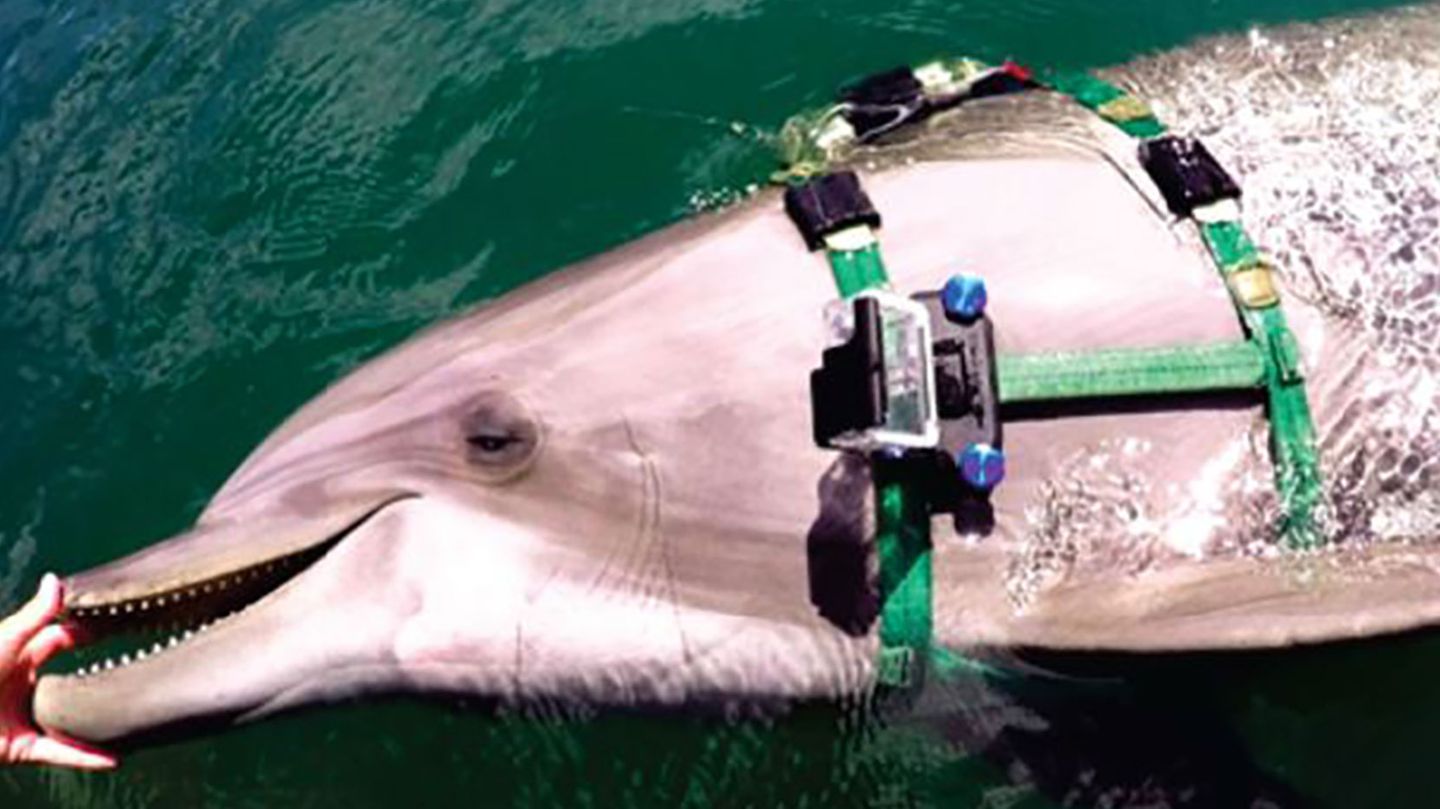 Delfin bei der Jagd: Unterwasserkamera macht spektakuläre Videos | STERN.de