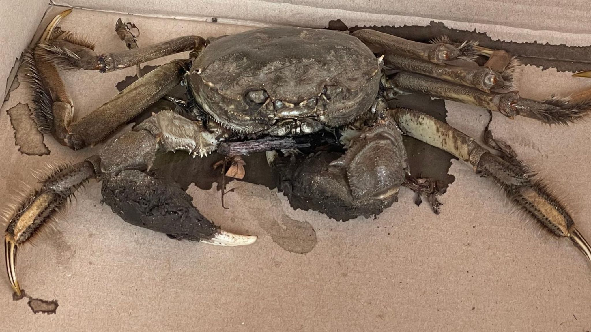 Hannover: Autofahrer kollidiert mit Riesen-Krabbe und ruft die Polizei | STERN.de