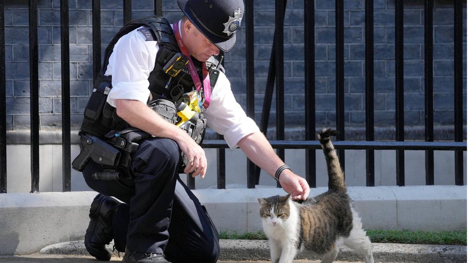 Warum Katzen sich durch die engsten Spalten quetschen können | STERN.de