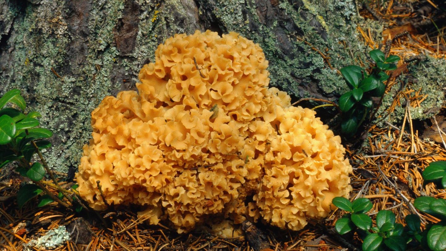 Tintenfische und Korallen: Welche skurrilen Pilze in unseren Wälder ...