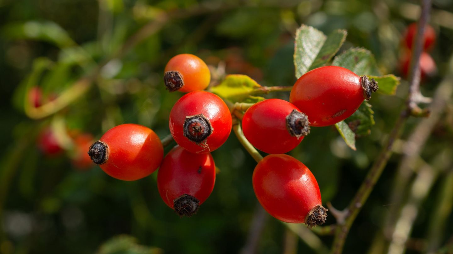 Superfood Hagebutte: Drei einfache und leckere Rezeptideen | STERN.de