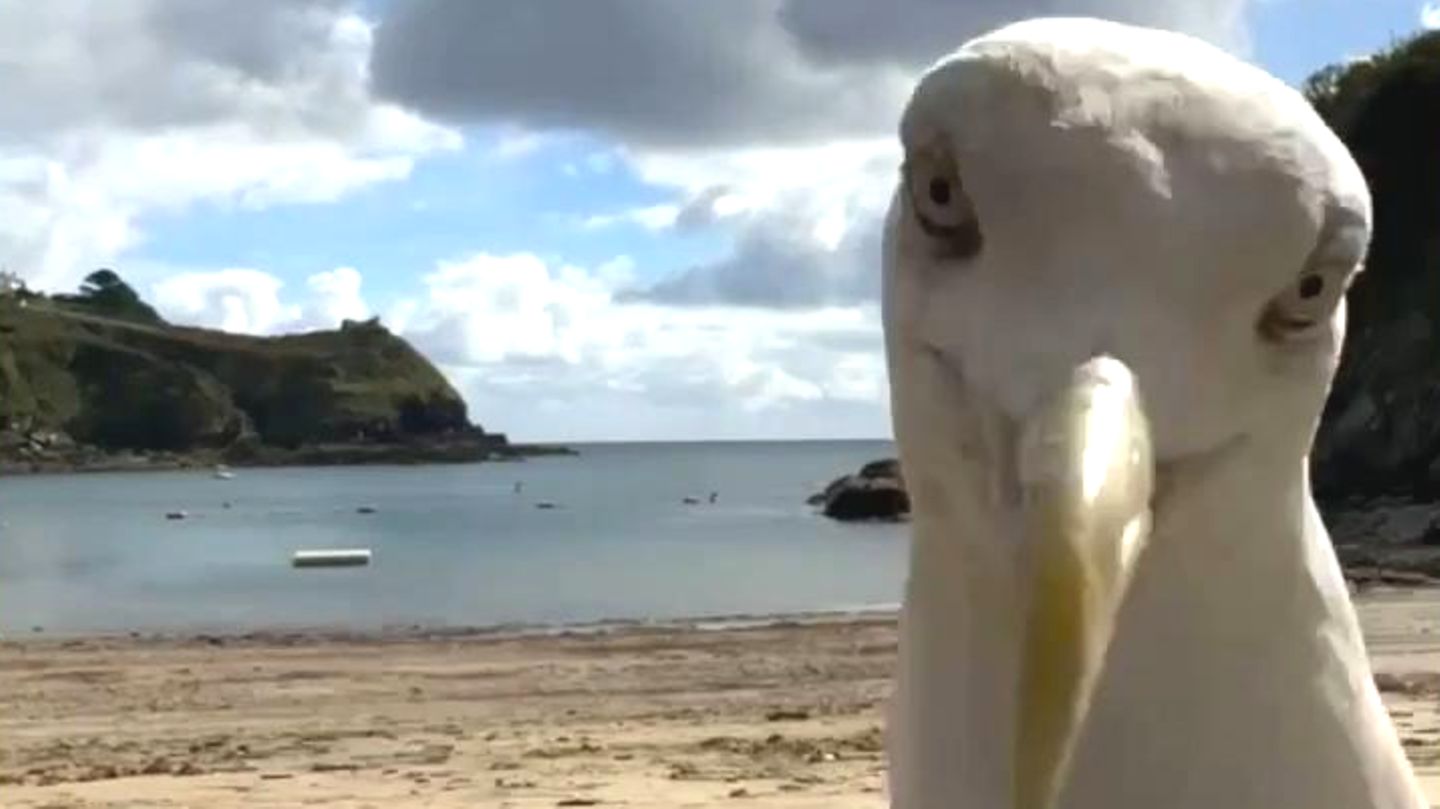 Tierischer Star: Möwe geht mit lustigen Strand-Selfie viral (Video ...