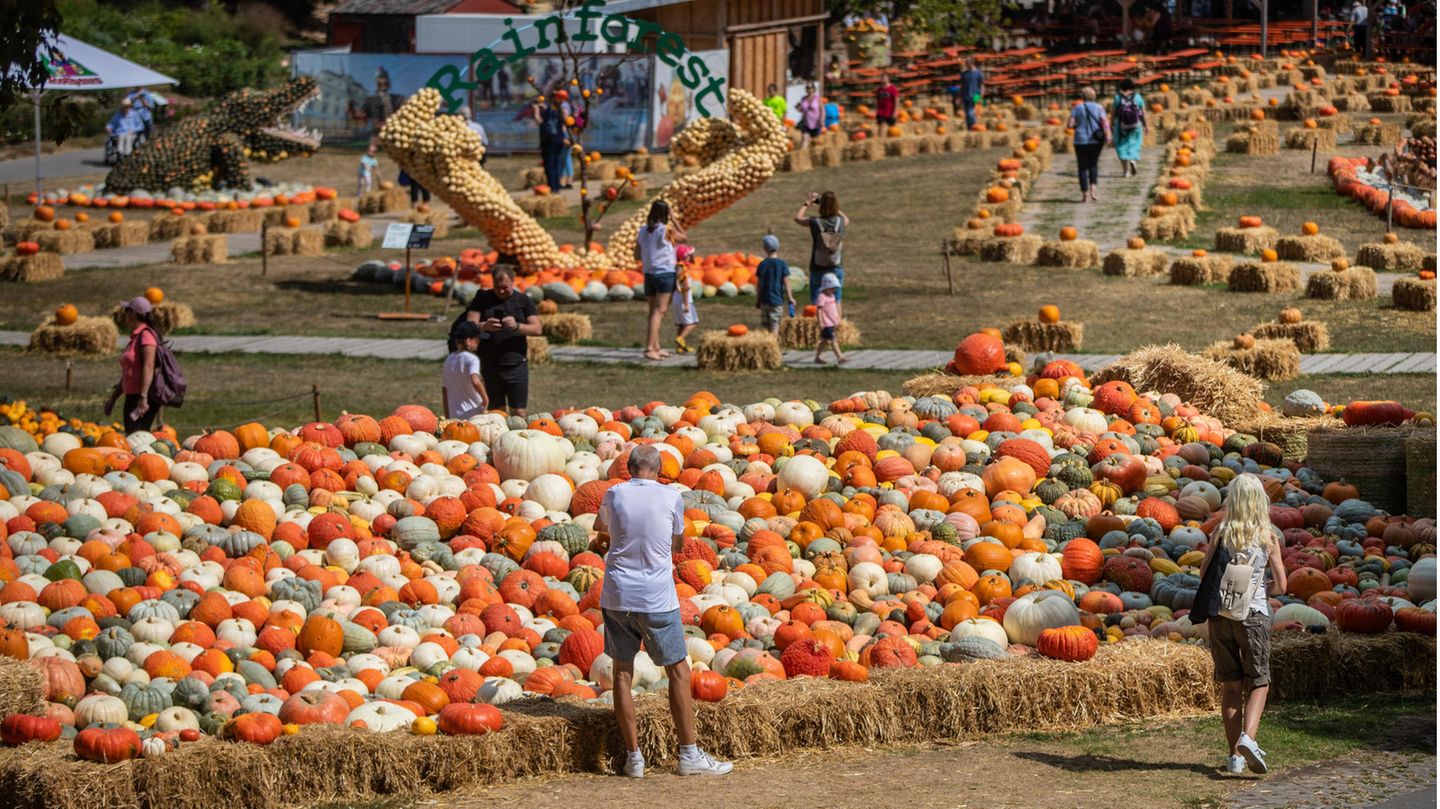Weltgrößte Kürbis-Ausstellung zeigt riesige Skulpturen aus dem Gemüse ...
