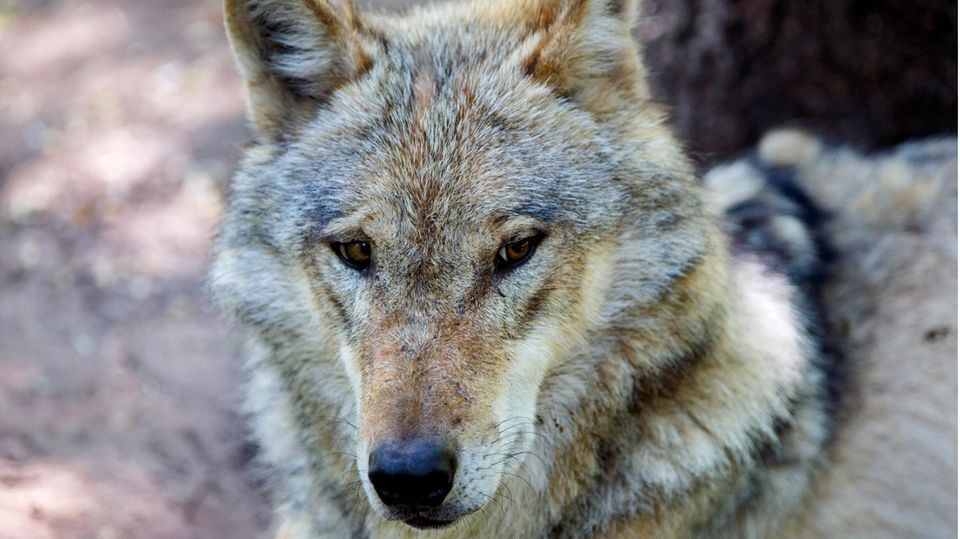 Ein Wolf streift mitten durch ein Wohngebiet – Experte ordnet ein ...