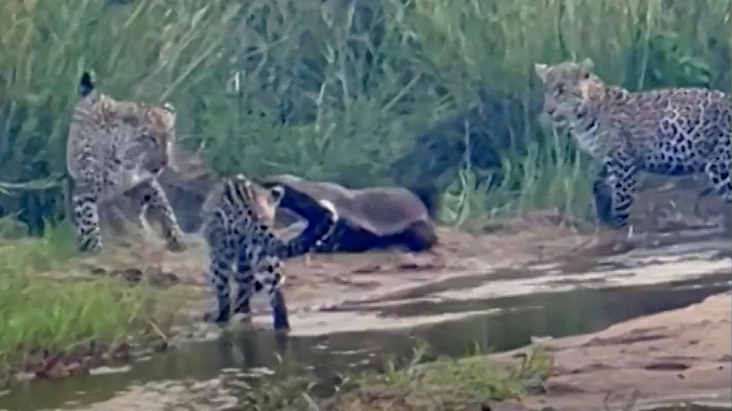 Tapferer Honigdachs wehrt drei Leoparden gleichzeitig ab (Video) | STERN.de
