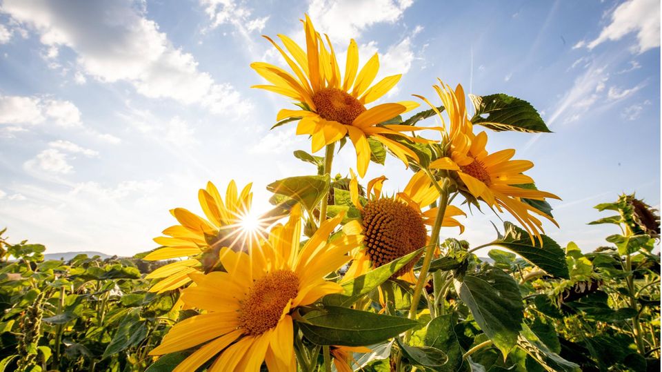 Wetter-Vorhersage: Sommer-Comeback zum Wochenstart in ganz Deutschland ...