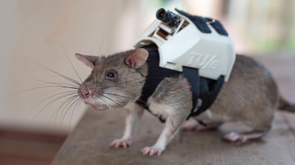 Ratten mit Rucksäcken könnten bald bei Naturkatastrophen helfen | STERN.de