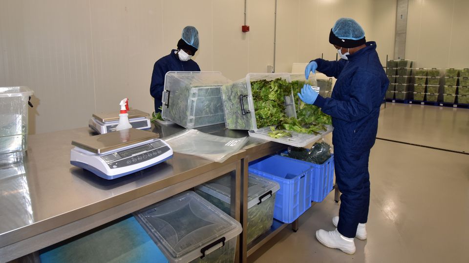 Bustanica in Dubai – so sieht die weltgrößte Hydrokultur-Farm von innen ...