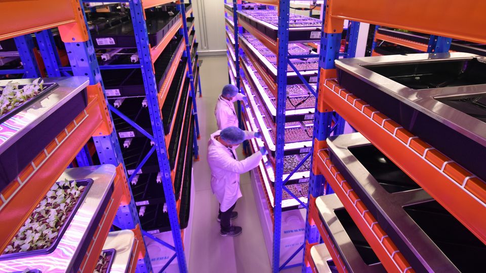 Bustanica in Dubai – so sieht die weltgrößte Hydrokultur-Farm von innen ...