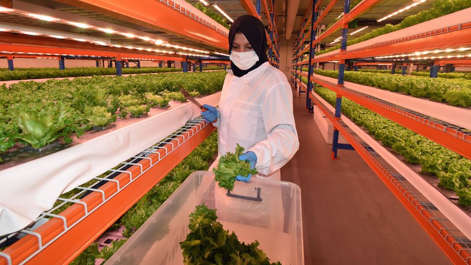 Bustanica in Dubai – so sieht die weltgrößte Hydrokultur-Farm von innen ...