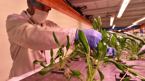 Bustanica in Dubai – so sieht die weltgrößte Hydrokultur-Farm von innen ...