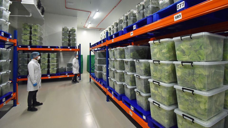 Bustanica in Dubai – so sieht die weltgrößte Hydrokultur-Farm von innen ...