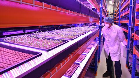 Bustanica in Dubai – so sieht die weltgrößte Hydrokultur-Farm von innen ...