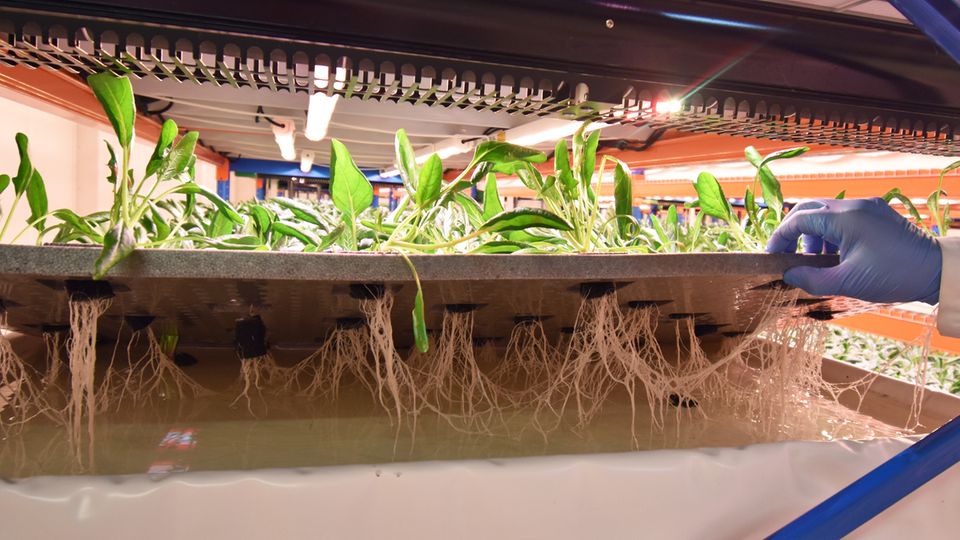 Bustanica in Dubai – so sieht die weltgrößte Hydrokultur-Farm von innen ...