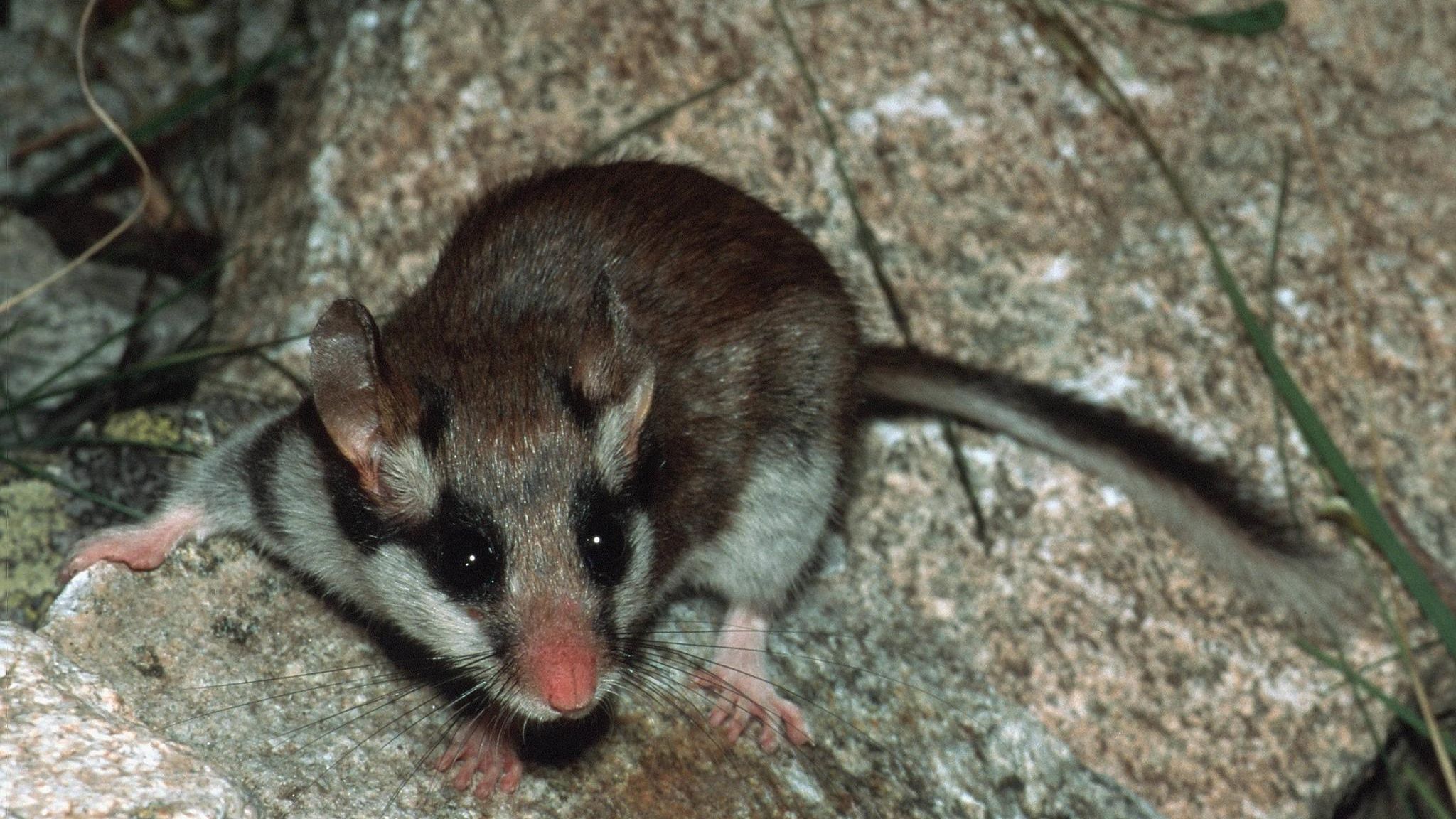 Gartenschläfer: Gefährdeter Nager ist Tier des Jahres 2023 | STERN.de