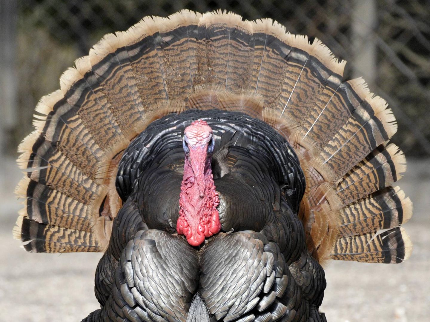 Truthahnkopf Zum Ausdrucken Ganzen Truthahn Zubereiten Das Rezept Zu