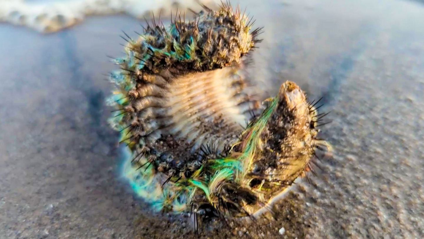 Tiefseekreatur: Mann findet bizarre Kreatur am Strand von Schottland ...