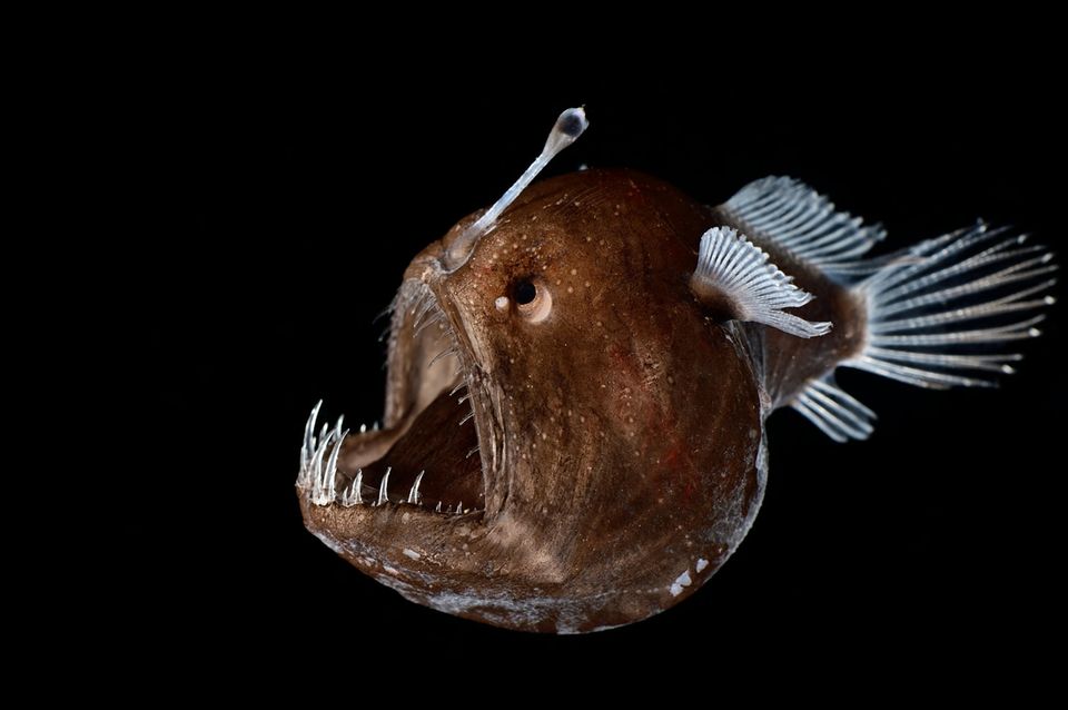 Fotografie: Diese Tiefsee-Bewohner scheinen nicht von dieser Welt ...