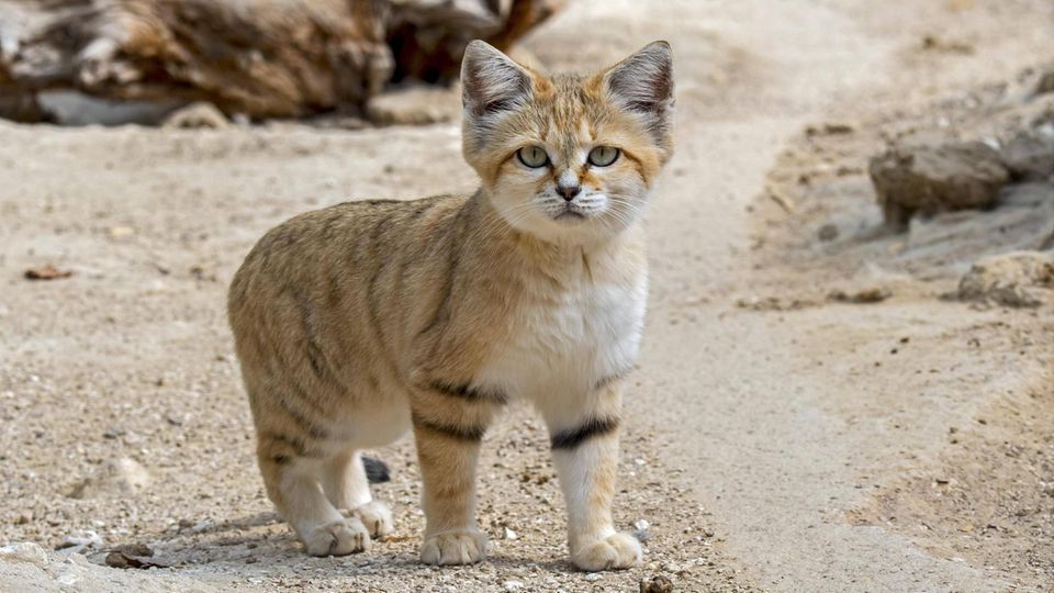 Katzen der Wüste und des Dschungels: diese Arten sind kaum bekannt ...