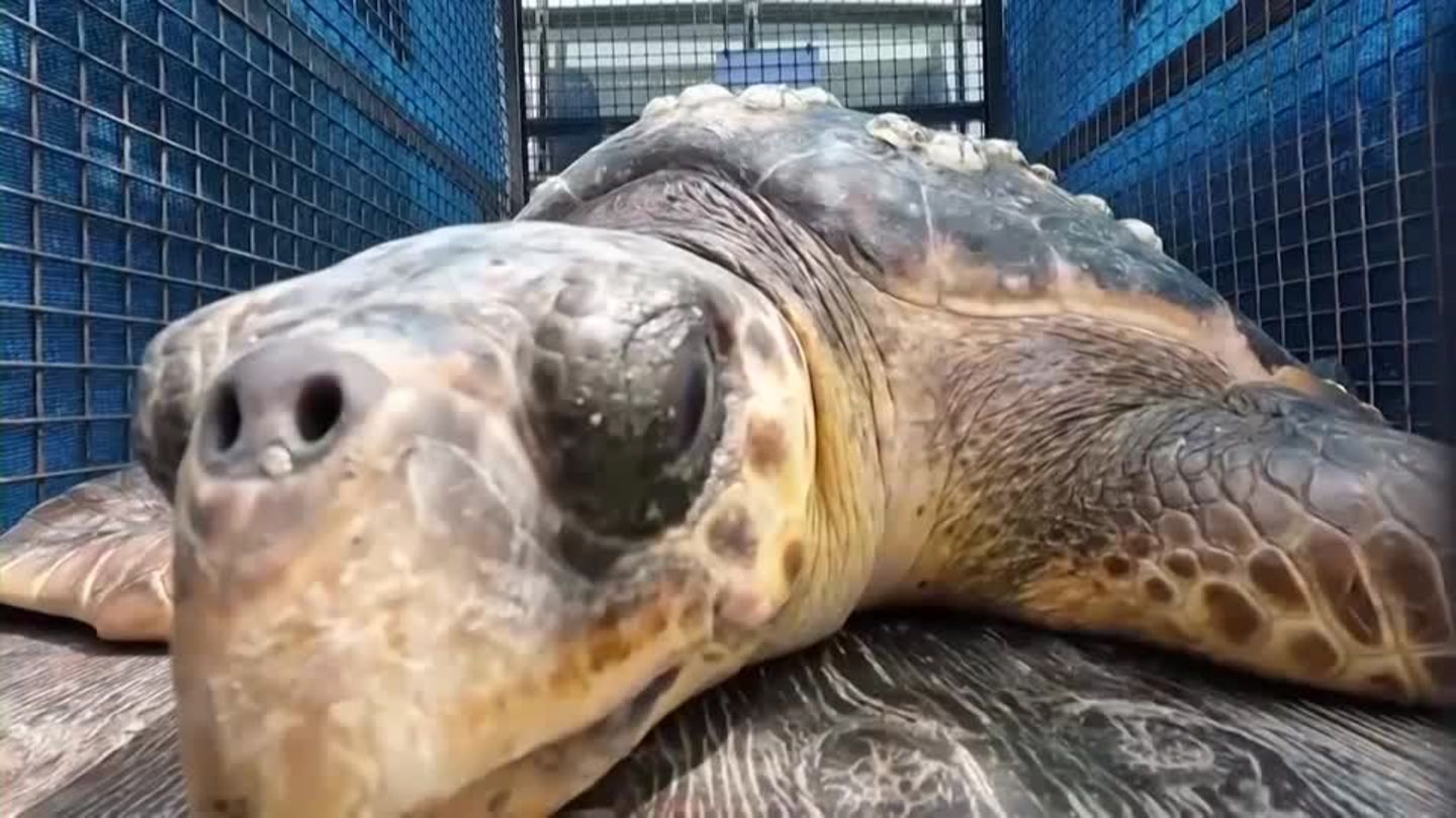 Video: Freiheit für die Schildkröten | STERN.de