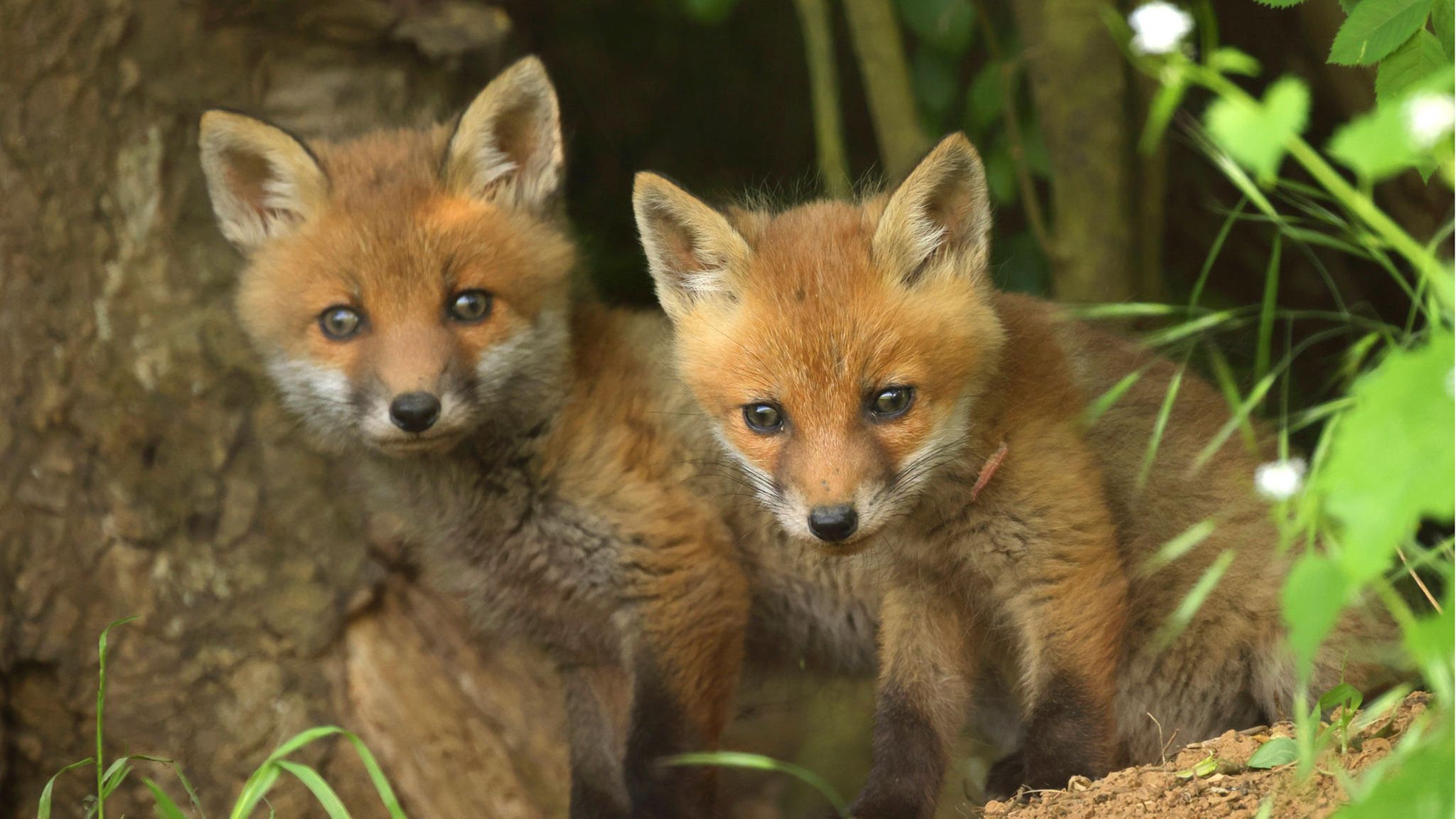 Rotfuchs Läuft Zeichnung