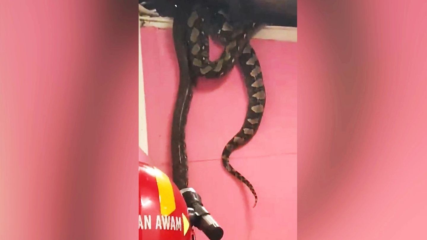 Vier-Meter-Pythons krachen während ihres Liebesspiels durch die Decke ...