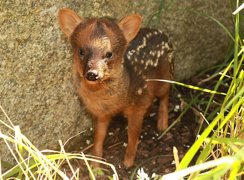 Streifentanrek, Glasflügler oder Hasenmaus: diese zwölf Tiere, die ...